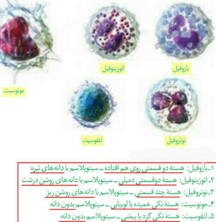 رمزگذاری برای حفظ شکل گویچه های سفید رو می خواهم دوستان واقعاً حفظ کر