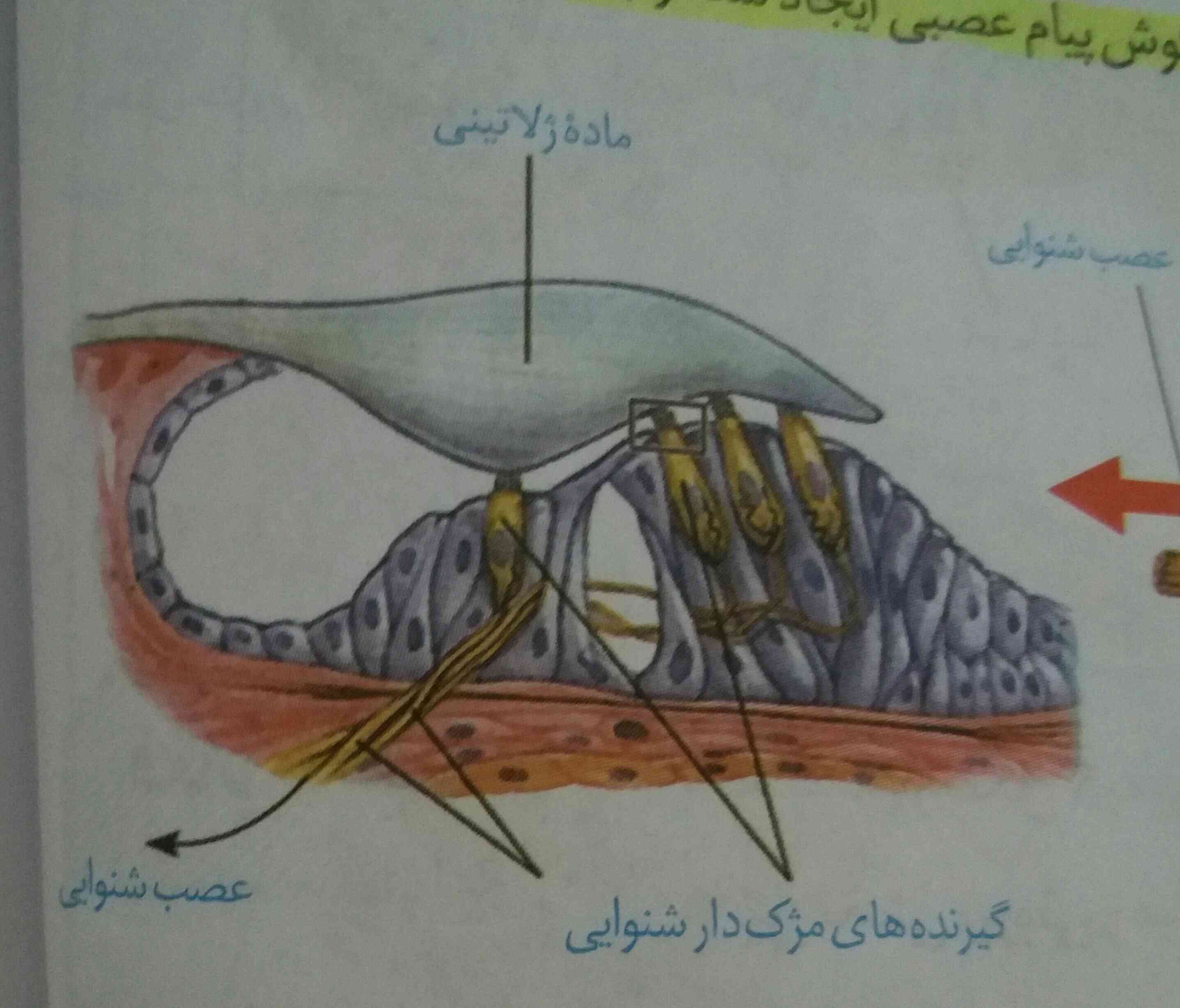 آیا دریچه بیضی به گوش داخلی تعلق داره یا میانی یا هیچ کدوم؟ زیست